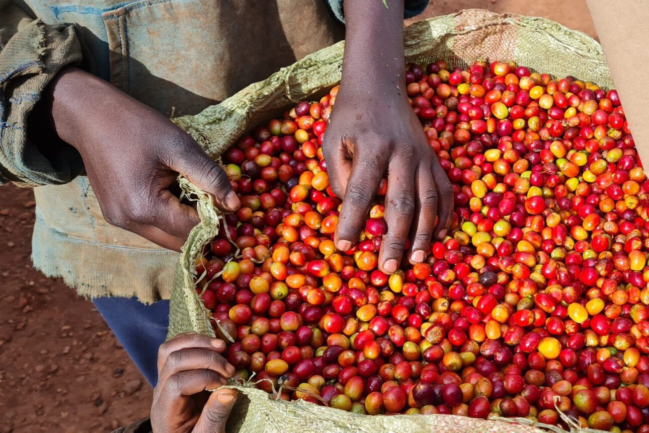Murakoze Coffee